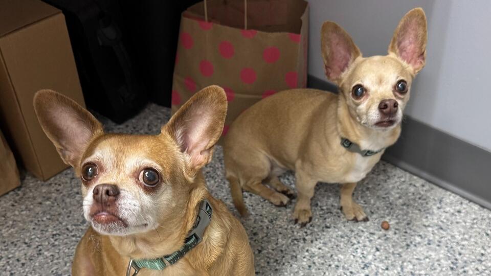 Local Shelter Introduces "The Most Adorable Little Gremlins" Looking ...