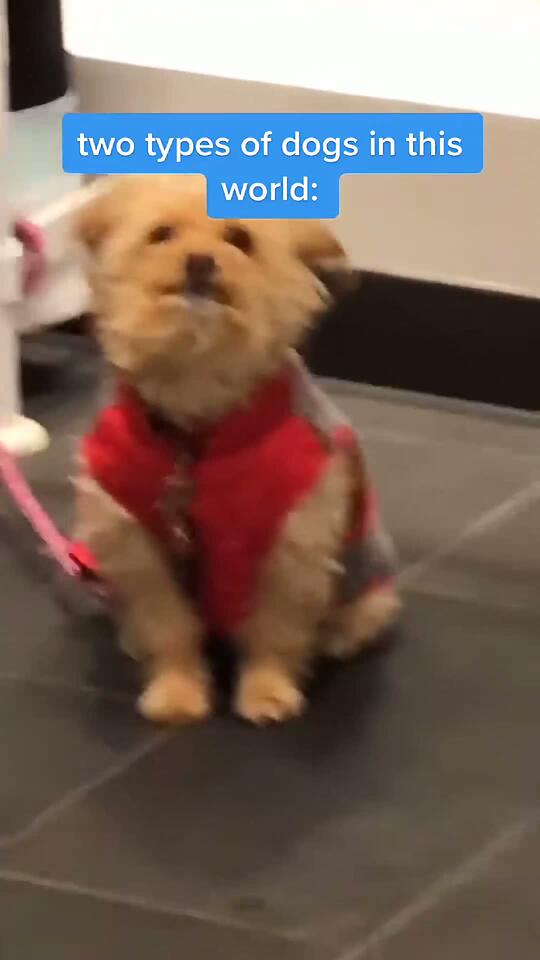 Some dogs sing along, and some dogs dont - NewsBreak