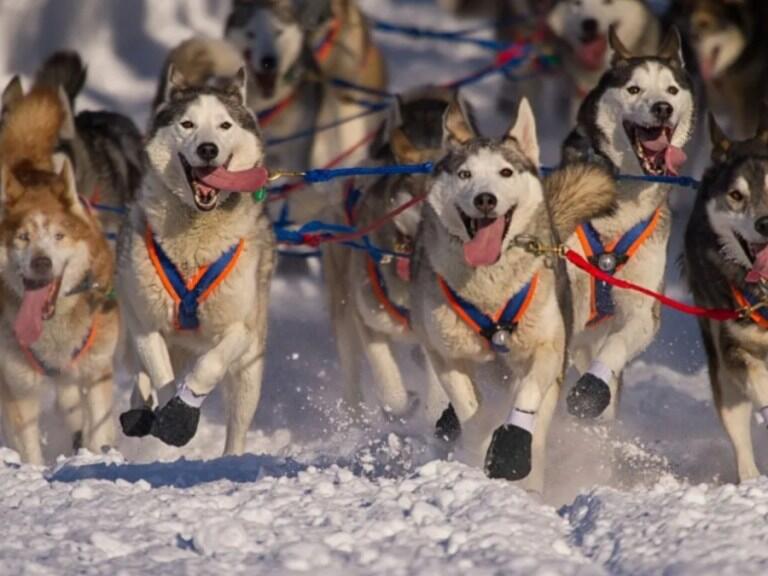 Iditarod Sled Dog Race: 2 Dogs Dead, PETA Calls for Cancellation