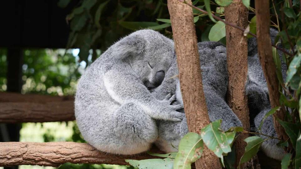 Baby Koalas Hug Their Moms for Safety and Comfort - NewsBreak