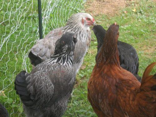 Ruffling Feathers: Chicken Ordinance Remains Under Review - NewsBreak
