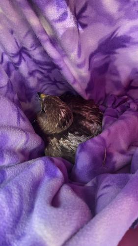FOX23 Meteorologist Laura Mock rescues hawk - NewsBreak