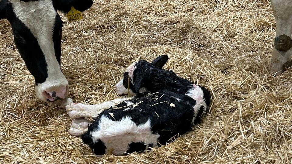 Live cow births bring new life into Farm Show at the Calving Corner ...