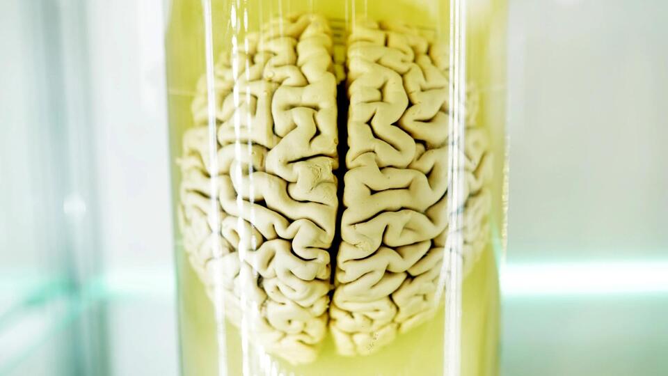 The key problem with the “brain in a vat” thought experiment - NewsBreak