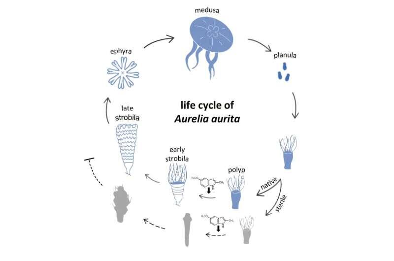 Biologists demonstrate microbiome's key role in moon jellyfish life ...