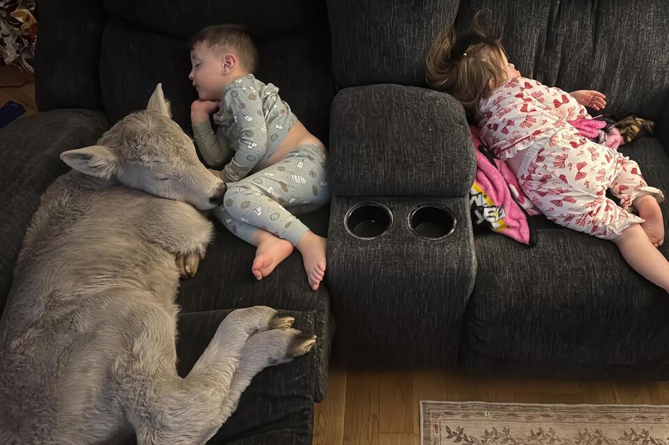 ‘Frozen’ newborn calf snuggles with kids on Kentucky family couch to ...