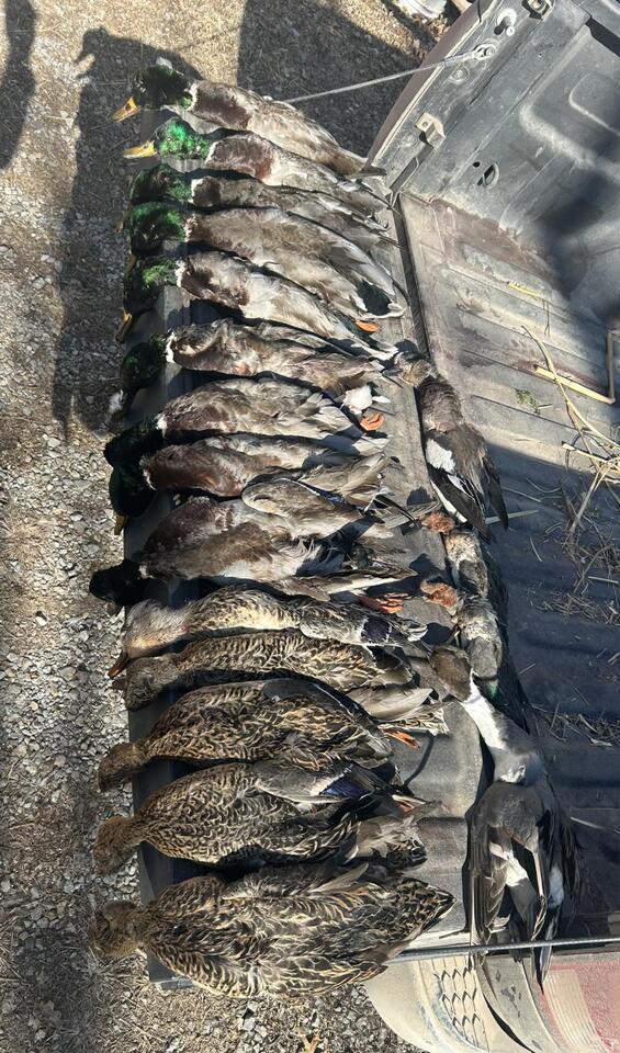 Game wardens investigating illegal dumping of deceased ducks - NewsBreak