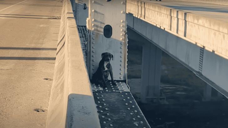 Pittie Rescued After Being Stuck On A Bridge For Over 12 Hours - NewsBreak
