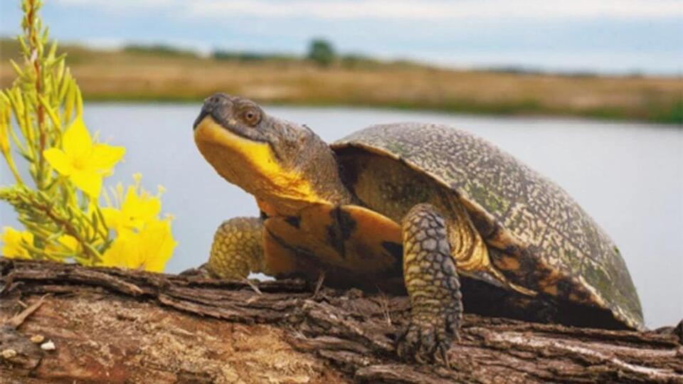 Nebraska drivers urged to watch for turtles crossing roads during ...