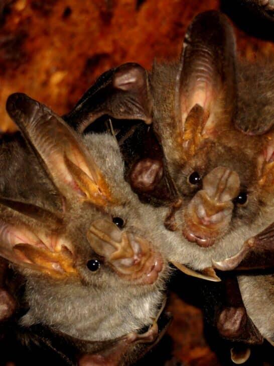 Discover the World’s Biggest Colony of Bats on Record - NewsBreak