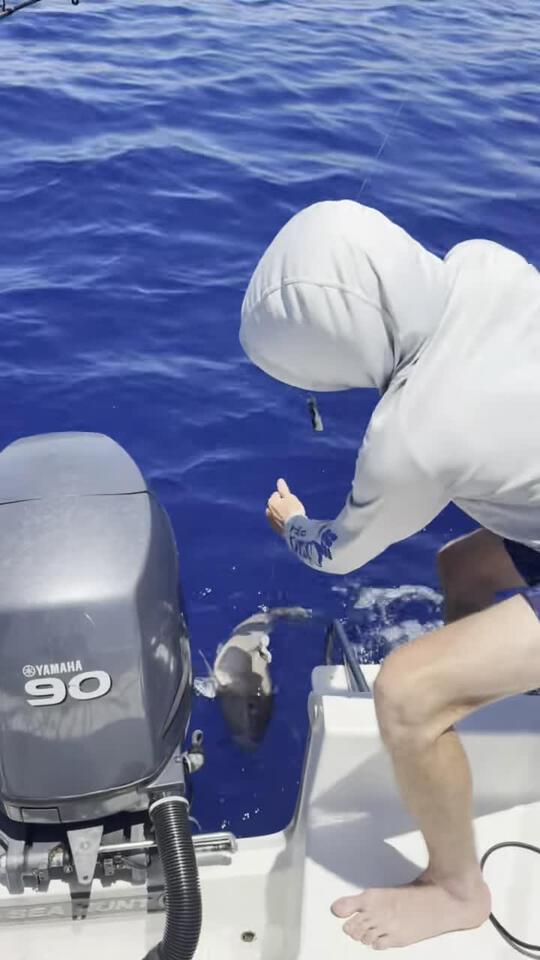 We foul hooked a fish in 1000 ft of water fish fishing seafood - NewsBreak