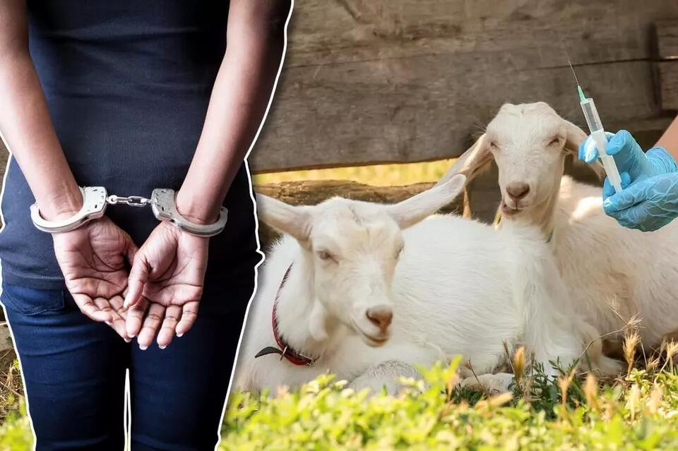 Texas Girl Force Fed Poison To Goat Out Of Revenge - NewsBreak