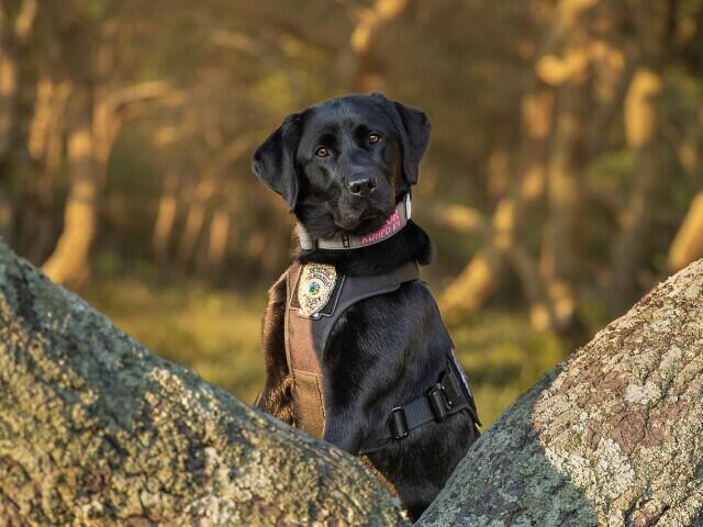 Kill Devil Hills Police Department introduces new K9 with a special job ...