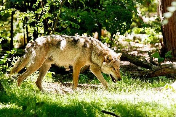 Is There A Wolf Wondering In Western New York State? - NewsBreak