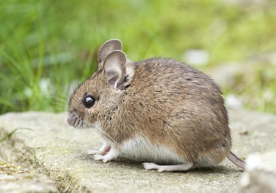 Oregon Father Sues Apartment Complex After Allegedly Finding Dead Mouse ...