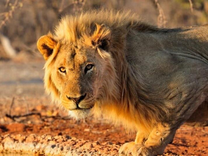 Lion Population Has Fallen Dramatically – How Many Are Left In The World?