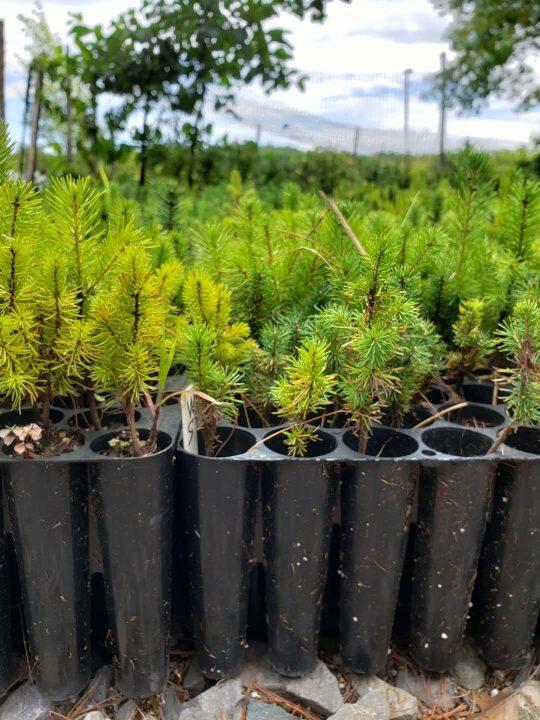 DEC’s annual tree and shrub seedling sale now open - NewsBreak