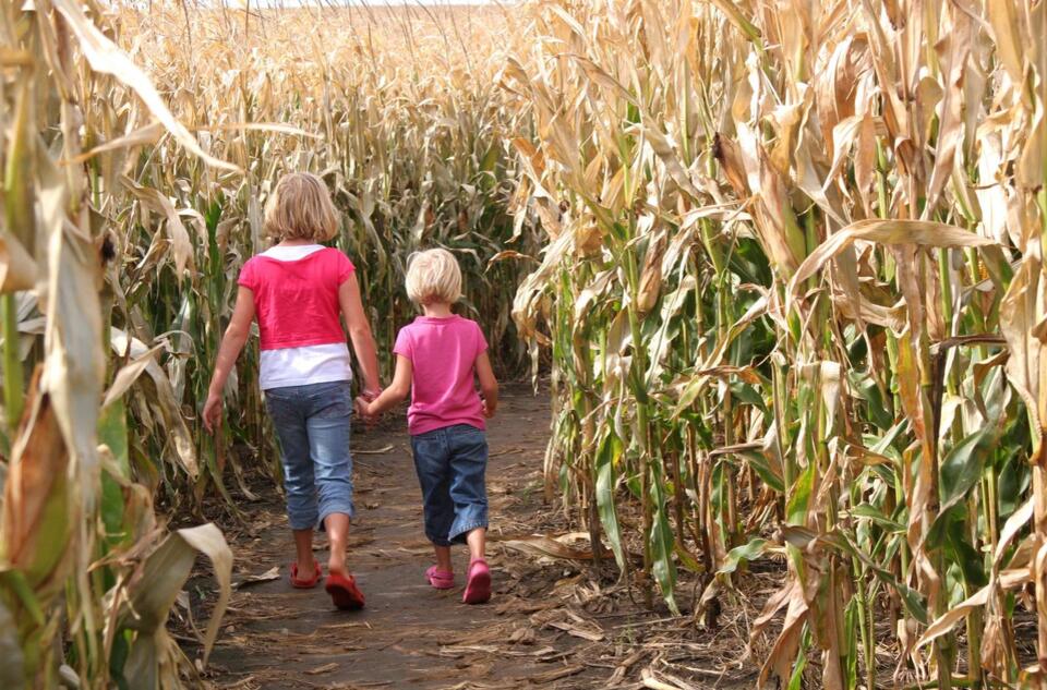 Kentucky Corn Maze Ranks Among America's Best - NewsBreak
