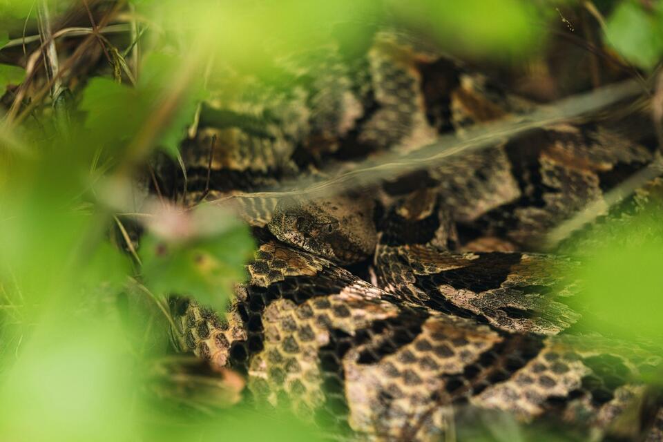 Be Aware: Timber Rattlesnakes Are On The Move In Alabama - NewsBreak