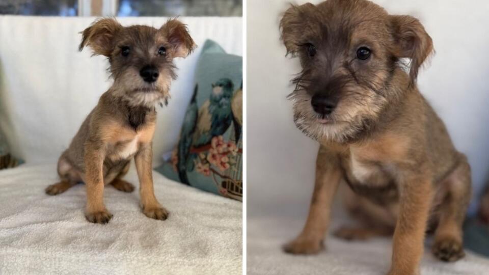 Meet Couch Crumb: The Sweet Puppy Seeking a Forever Home After Being ...