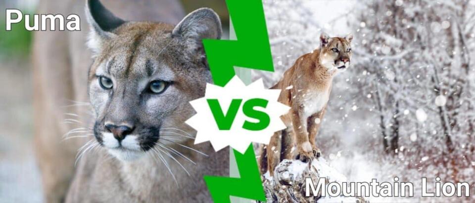 Puma vs Mountain Lion: Is There a Difference? - NewsBreak