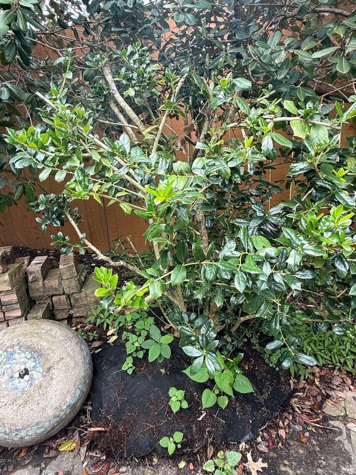 🎁 Freebies Up for Grabs in Spring, TX — Furniture, Plants & More ...