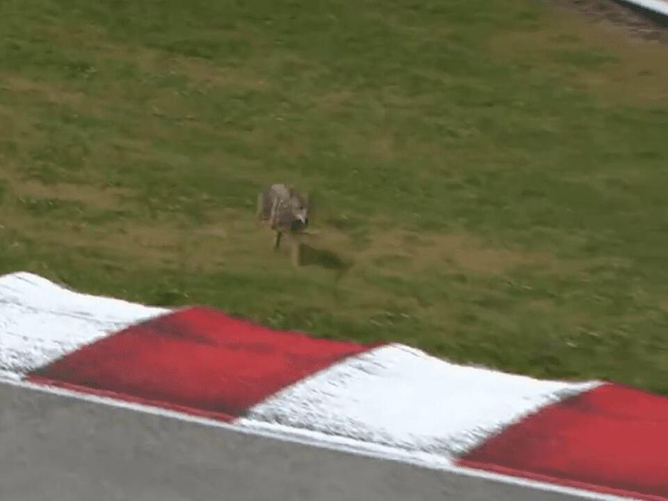 A Wild Coyote Sprinted Onto The Track During NASCAR Xfinity Series Race ...