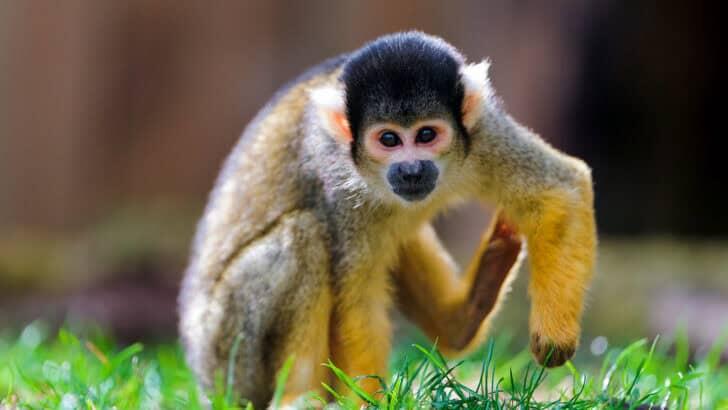 How Monkeys Are Trained in Certain Cultures—And the Ethics Behind It ...