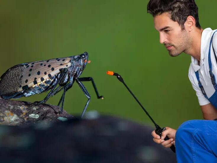 THEY’RE BACK! Invasive Spotted Lanternfly Spotted in Michigan Again
