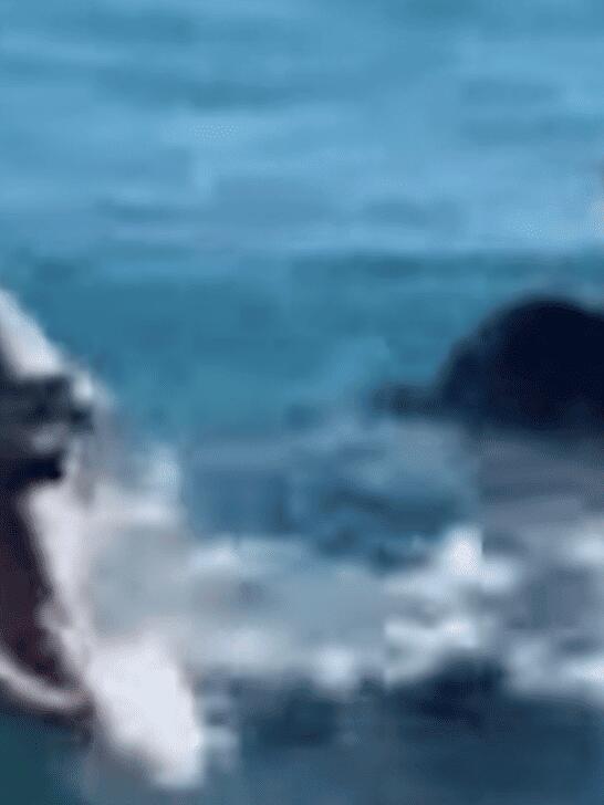 Watch This Dolphin’s Reaction To Hearing Mariah Carey’s Famous Whistle ...