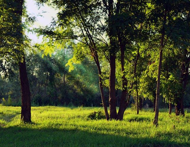 Black Man Found Hanging From Tree Ruled Suicide by Albany Police, But ...