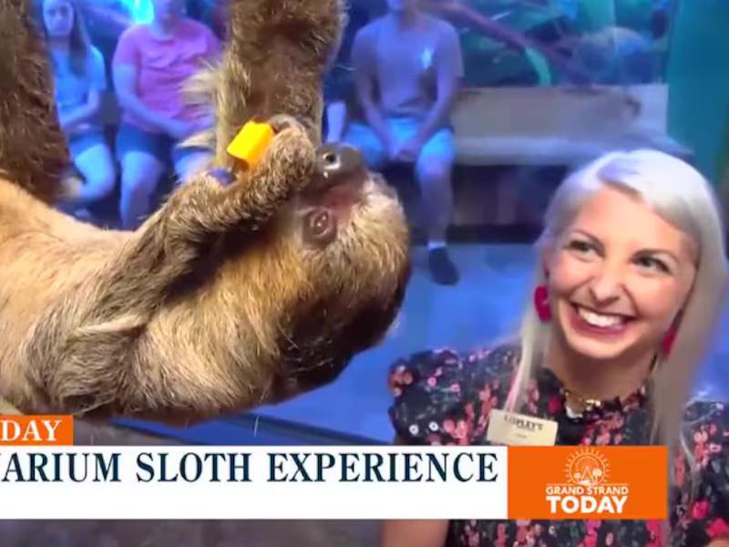 We got a behind the scenes look the Ripley's Aquarium Sloth Experience