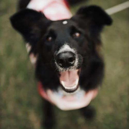 10 Astounding Facts You Never Knew About Dogs - NewsBreak
