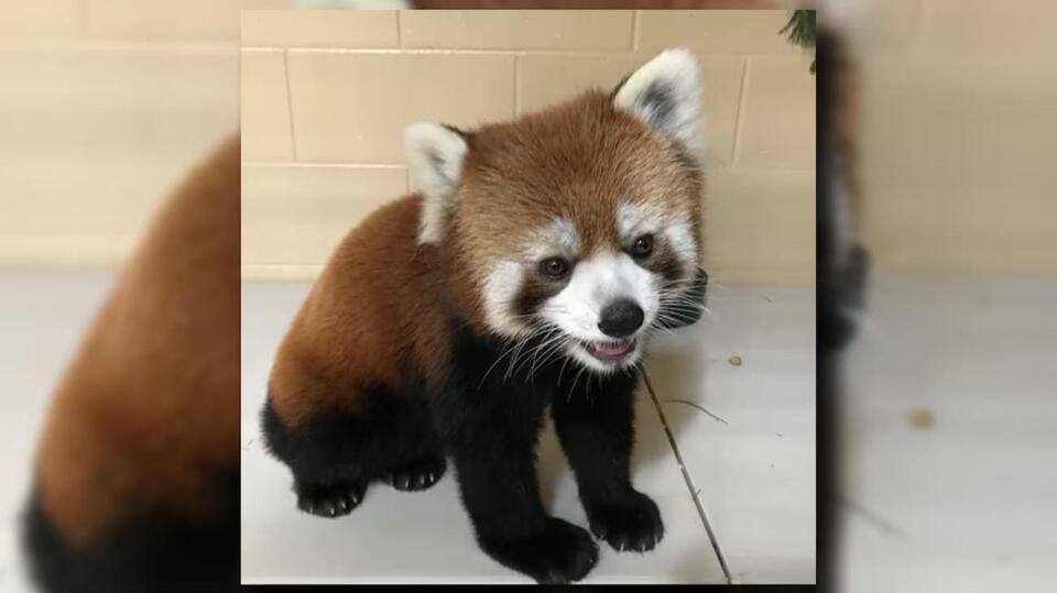 Red panda Bandit leaving Henry Vilas Zoo - NewsBreak