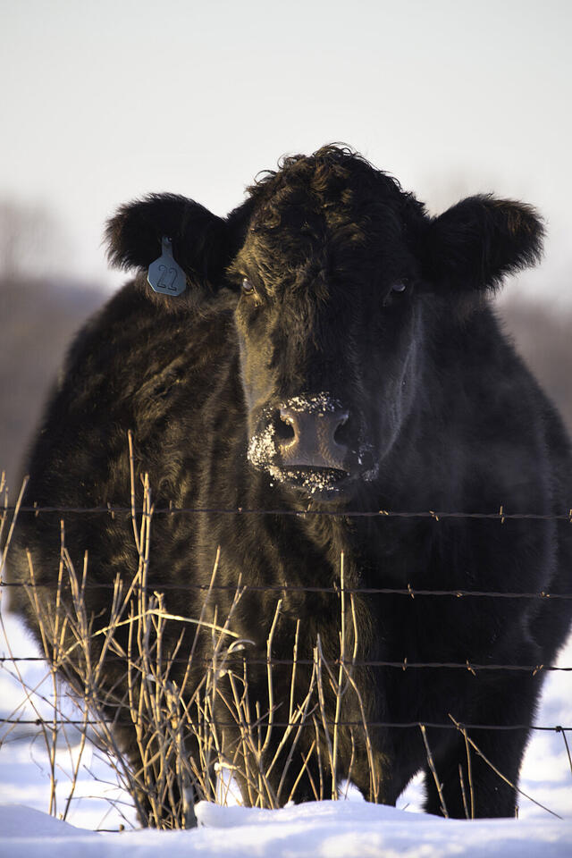 UW Extension seeks farmer input on heifer-raising costs - NewsBreak