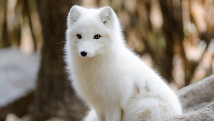 16 Fluffy Creatures That Look Like Living Plush Toys - NewsBreak