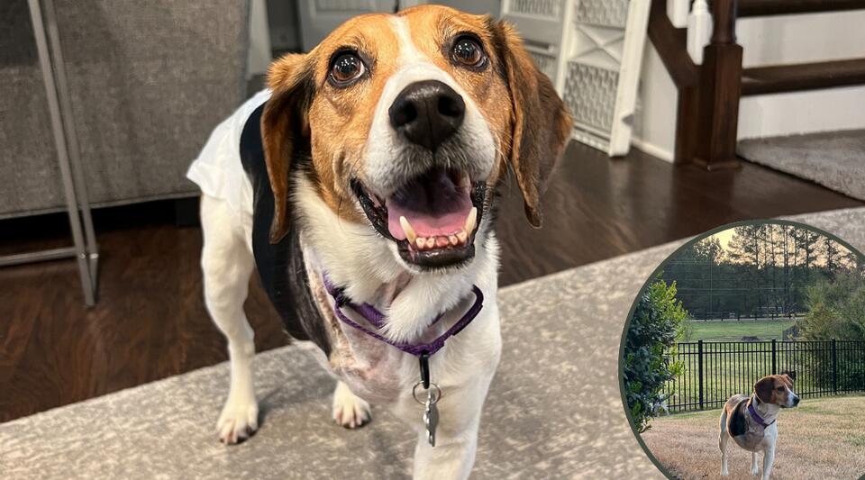 Three-Legged Dog Adoption Story Warms Hearts - NewsBreak