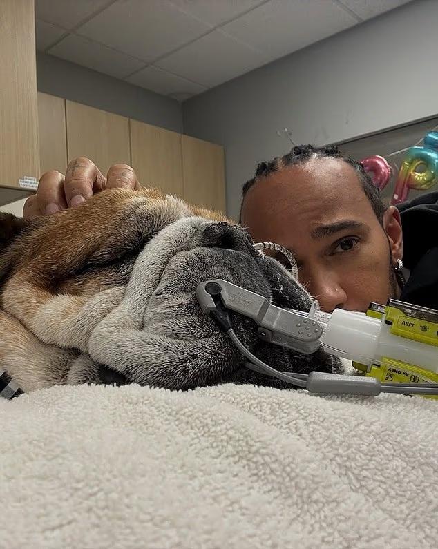 Lewis Hamilton reveals he's had his beloved dog Roscoe put down in ...