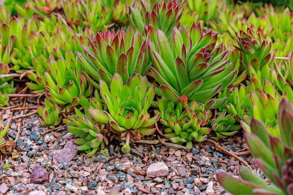 5 Succulent Ground Covers Landscape Designers Keep Using in Rocky Soil ...