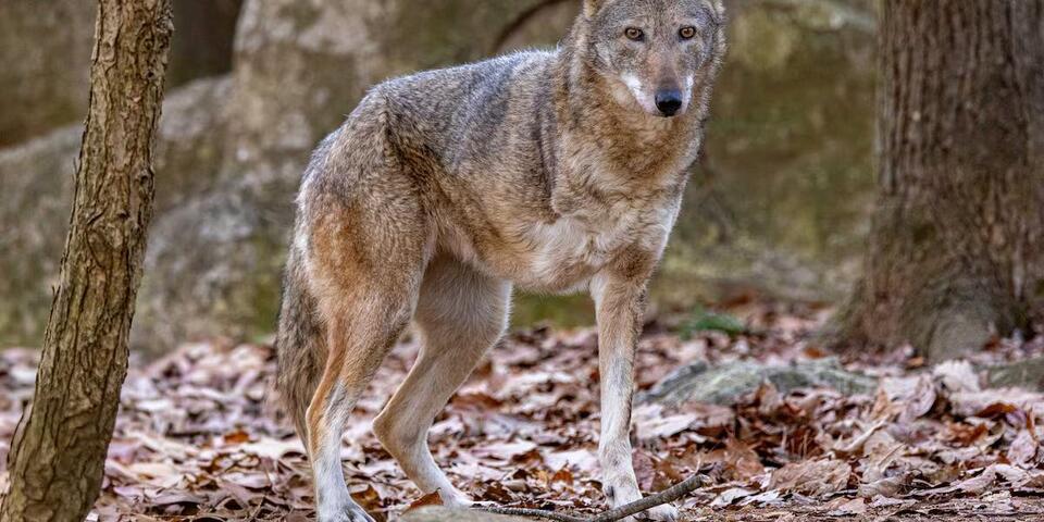 Beloved red wolf dies at North Carolina Zoo: ‘Champion for her species ...