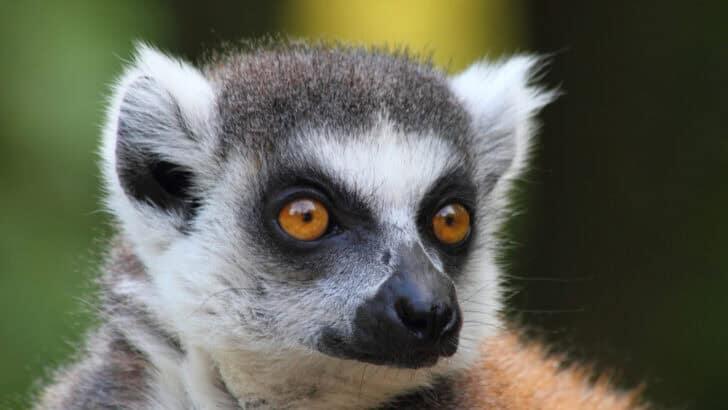 13 Animals Only Found on One Island - NewsBreak