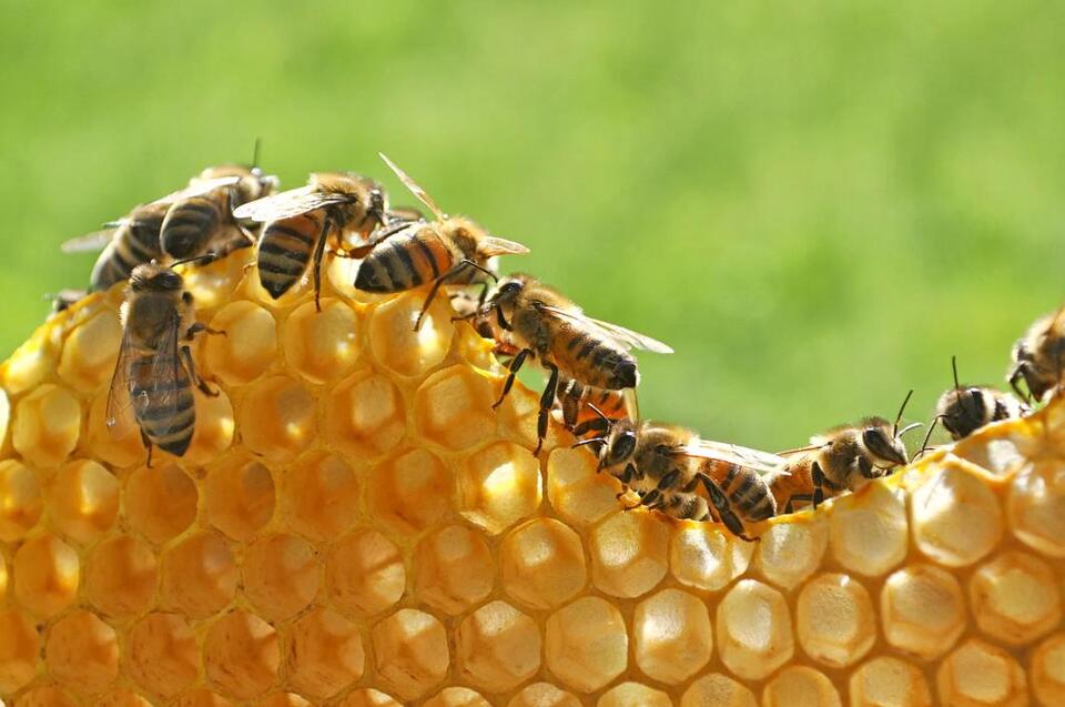 St. Louis beekeeping workshop set to take place this weekend - NewsBreak