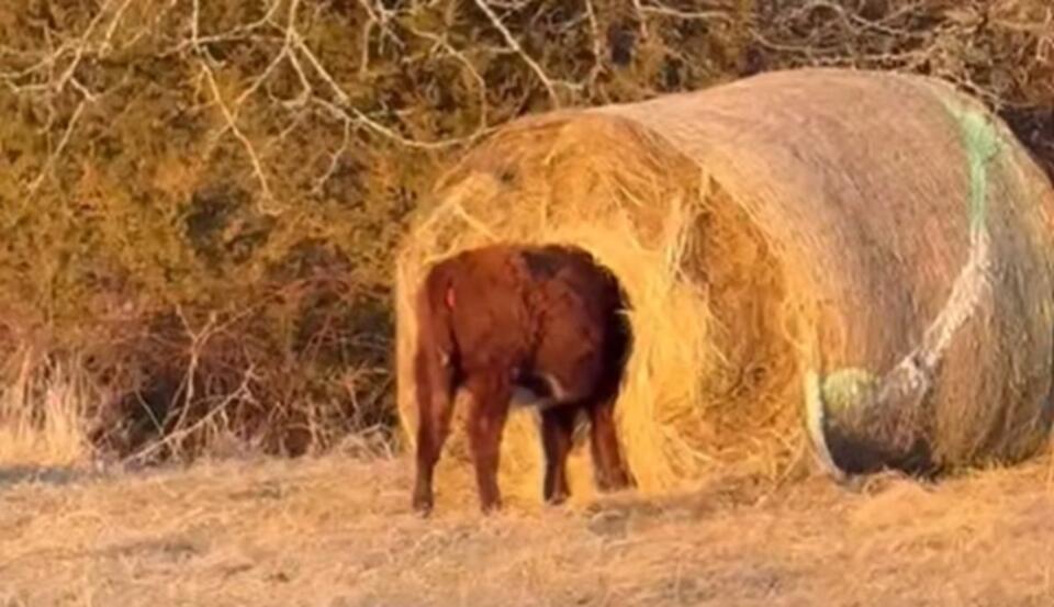 WATCH: Greedy Red Angus Calf Goes Viral For Diving Neck-Deep Into A Hay ...