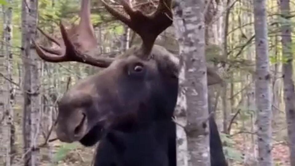 Caught on Camera: Bull moose charges at man in northern Maine - NewsBreak