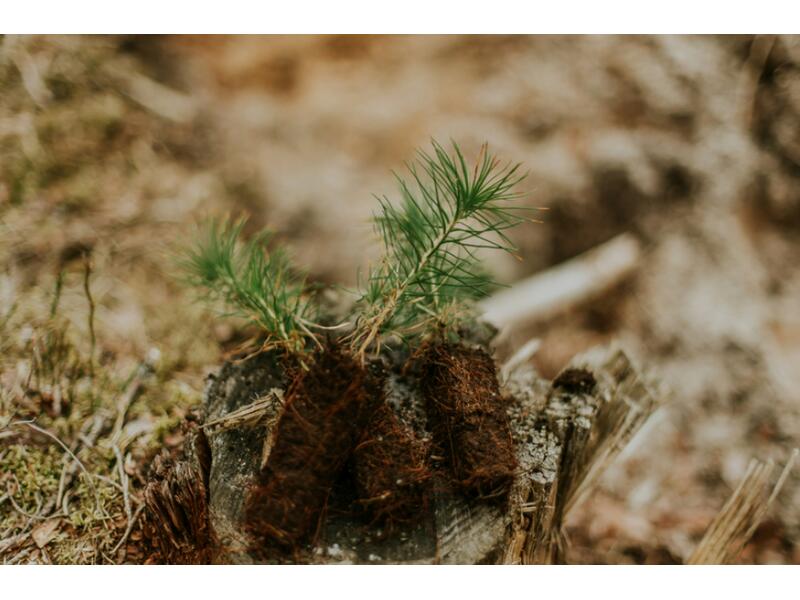 Let’s Plant Trees announces 2026 seedling pre-orders, aims to ...