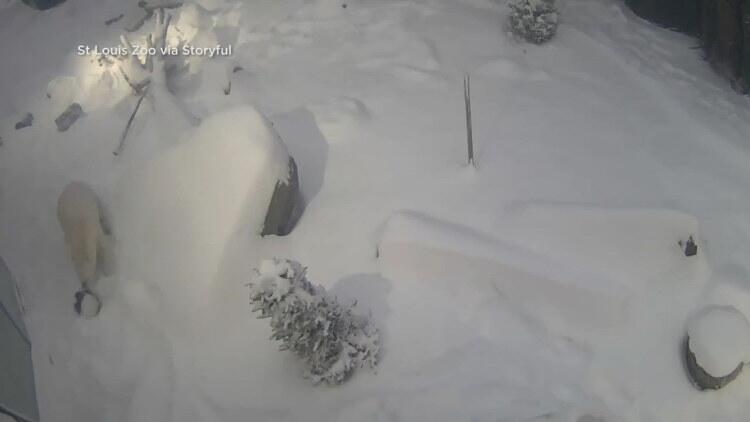 Polar bear chills out in fresh snow at the zoo - NewsBreak