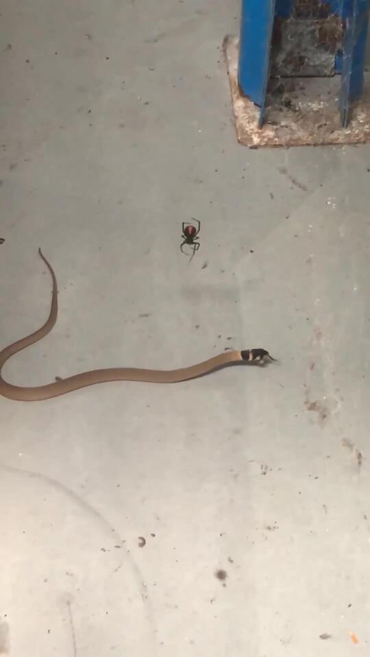 Redback Spider Catches a Snake - NewsBreak