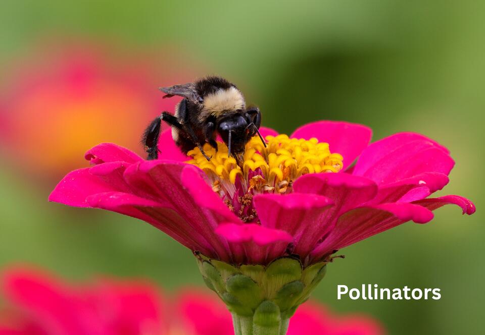 Protect and preserve essential Virginia pollinators during national ...