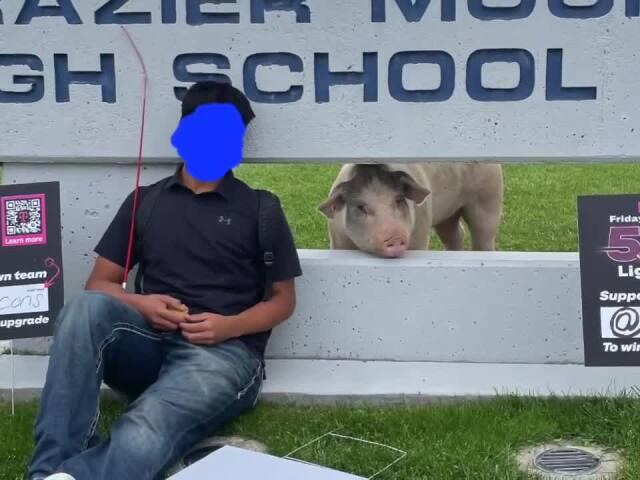FFA student’s pig stabbed to death ahead of the Kern County Fair ...