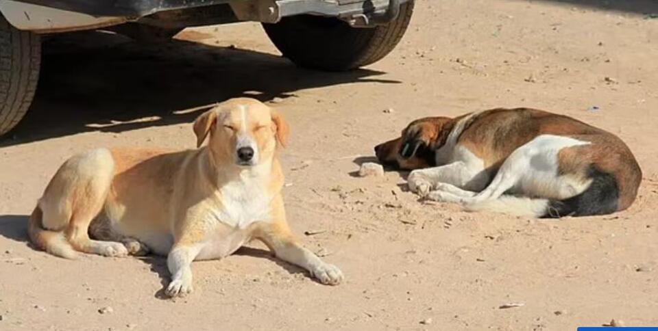 Morocco accused of culling stray dogs ahead of Fifa World Cup 2030 ...